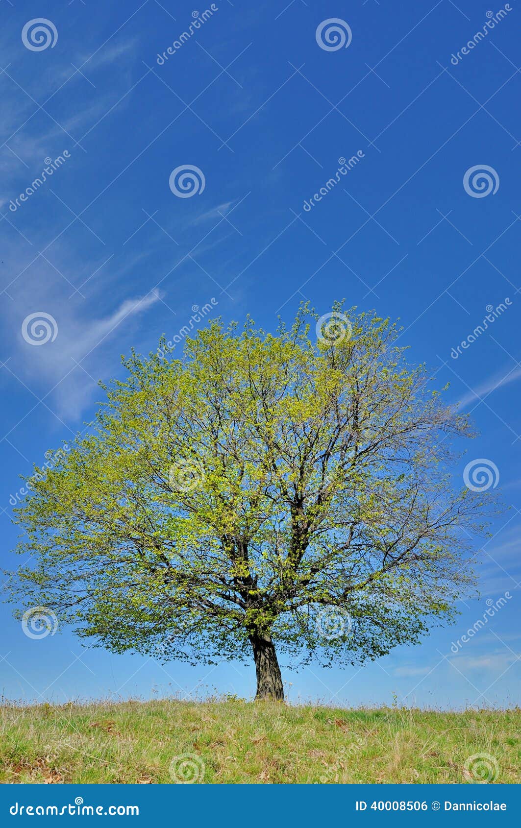Single Wonderful Spring Tree Landscape Stock Photo - Image of field ...