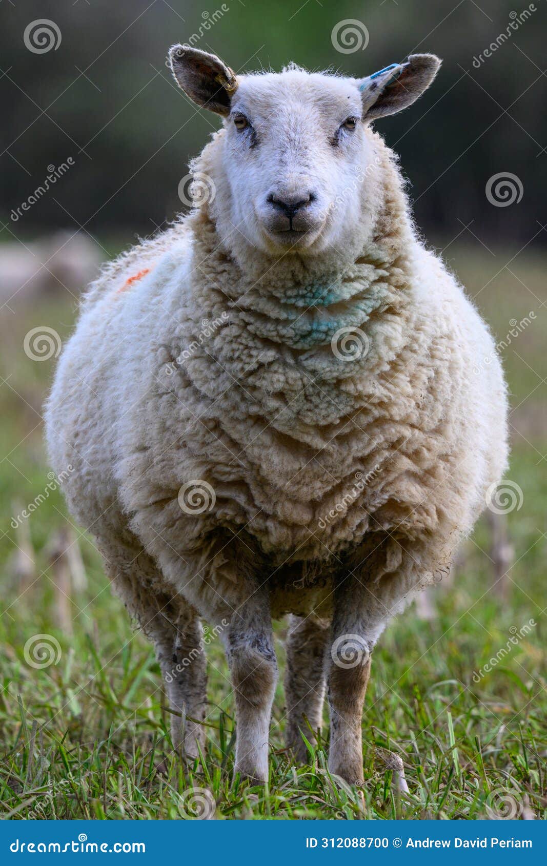 Single sheep standing stock photo. Image of legged, lone - 312088700