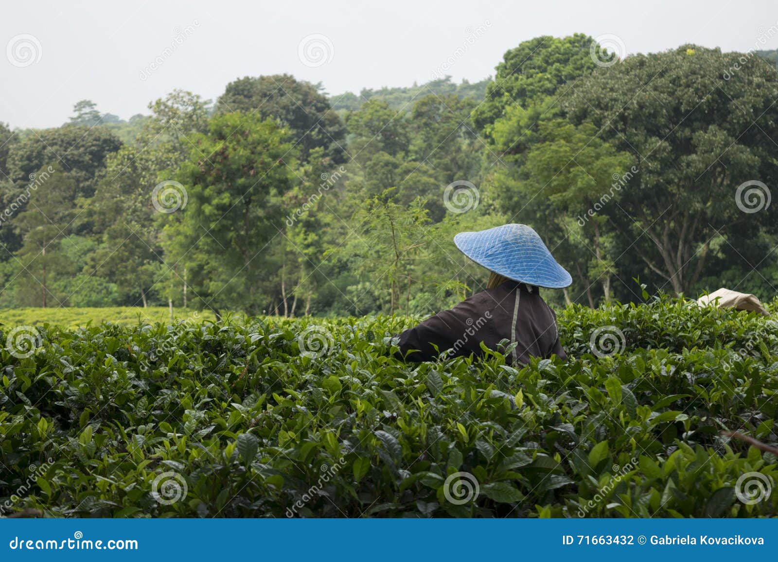 Single Worker at the Tea Plantation Stock Photo - Image of labourer ...