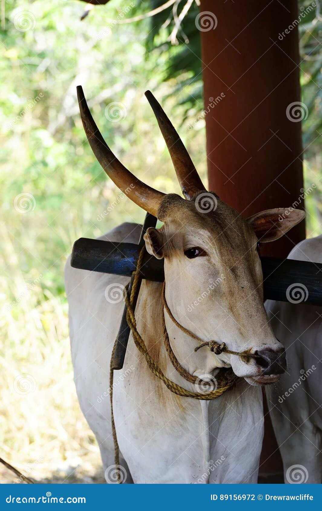 Single working Ox stock photo. Image of oxen, cows, pair - 89156972
