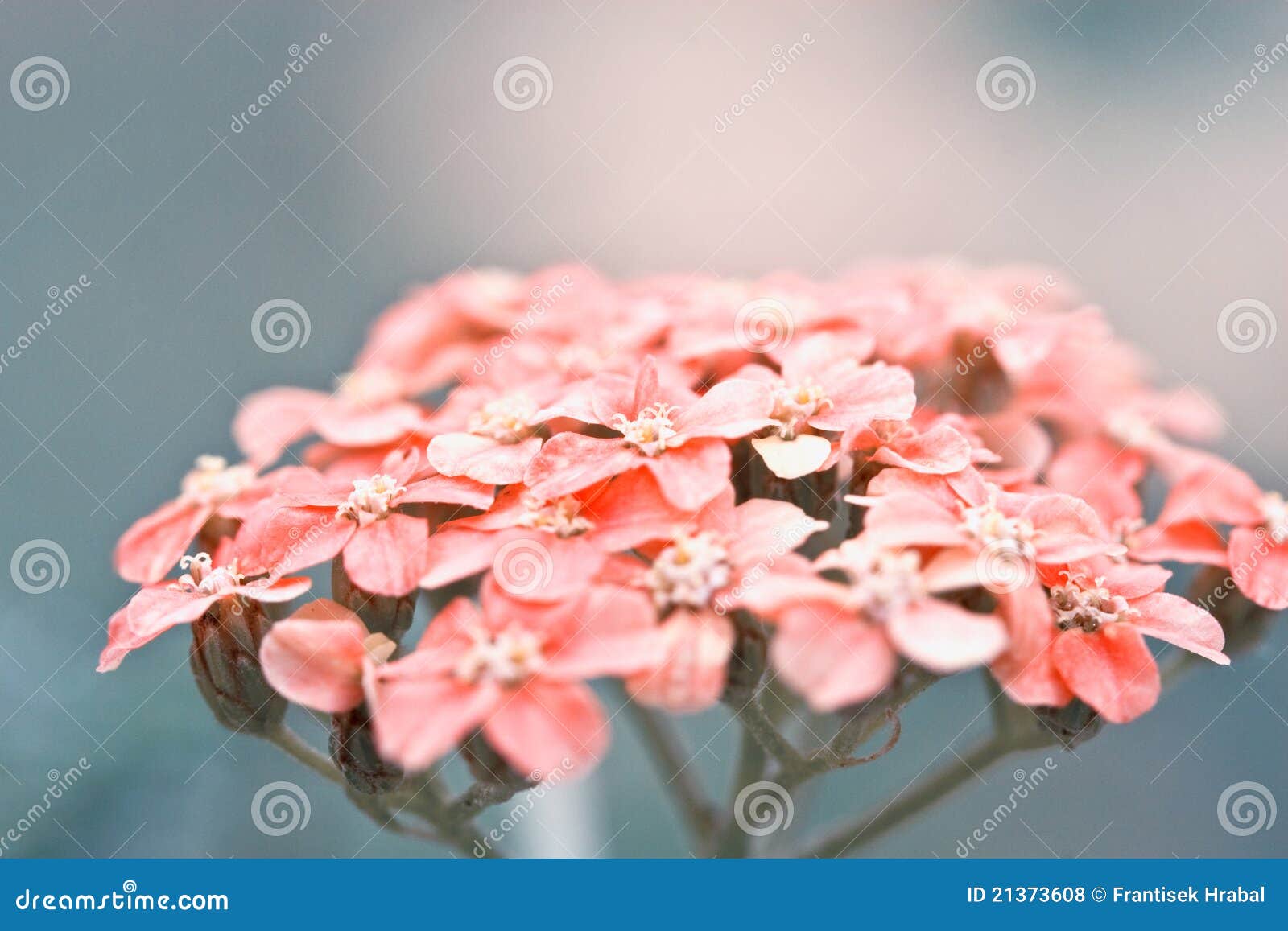 Single yarrow stock photo. Image of mild, orange, close - 21373608