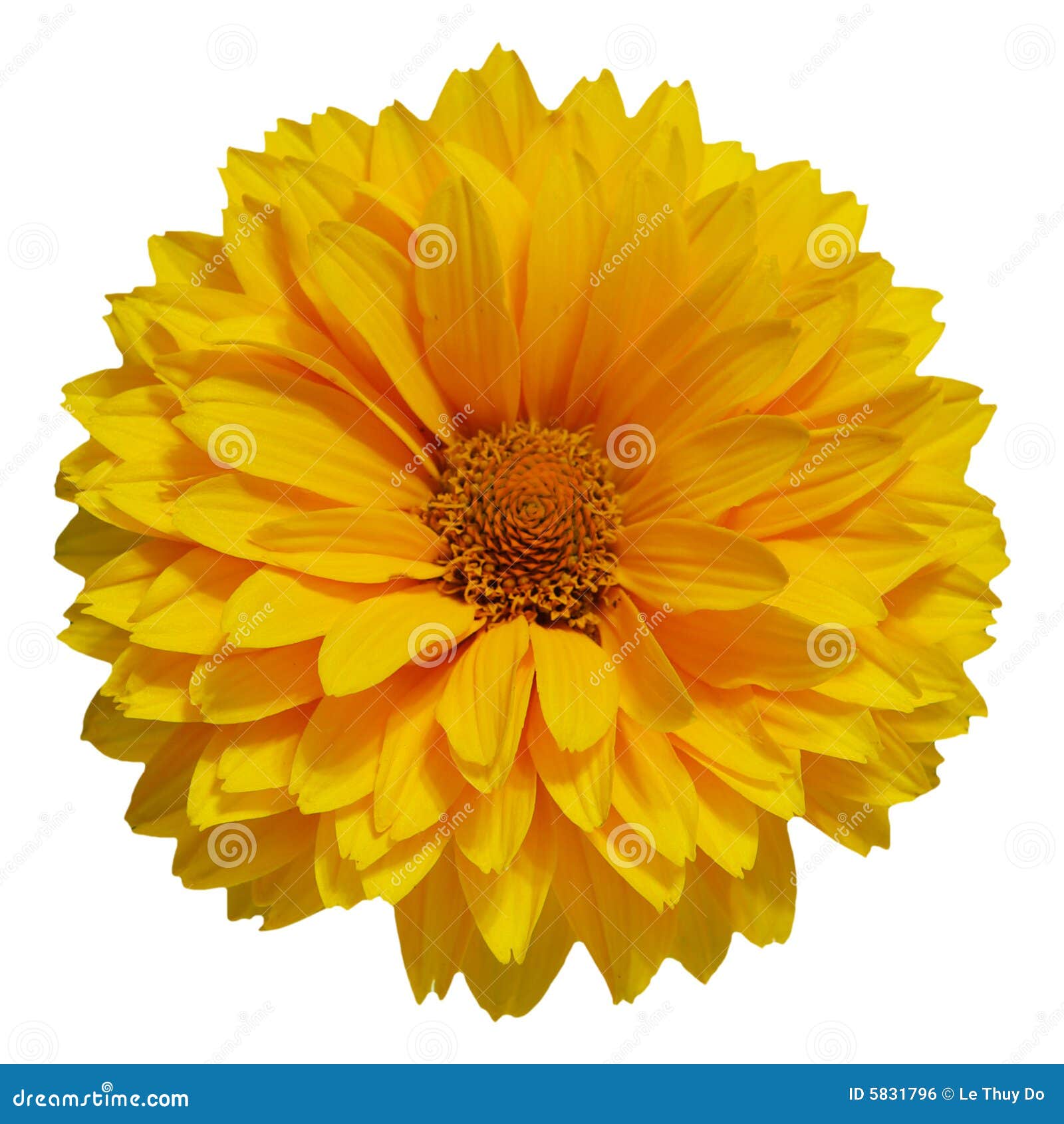 Single Yellow Daisy Royalty Free Stock Image - Image: 5831796