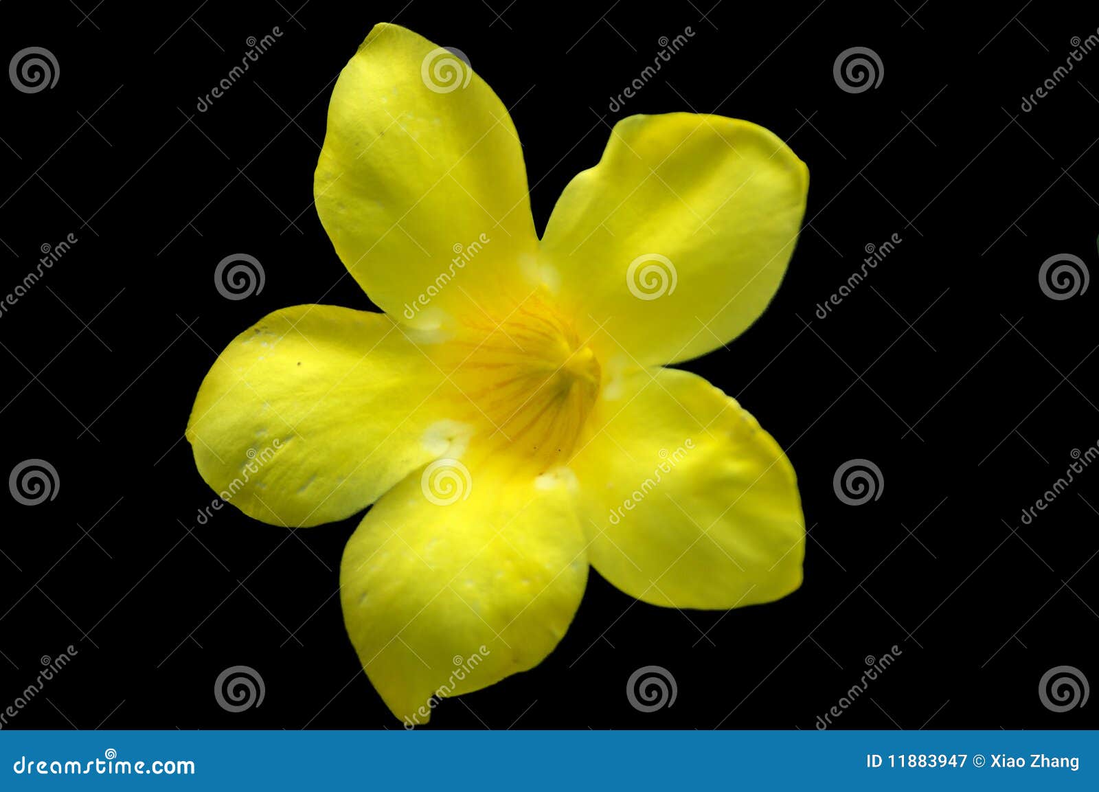 Single Yellow Flower stock image. Image of garden, blossom - 11883947