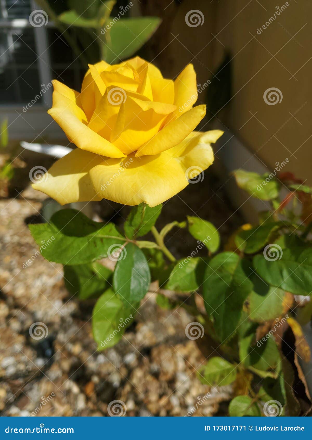 Single Yellow Flower stock image. Image of beautiful - 173017171