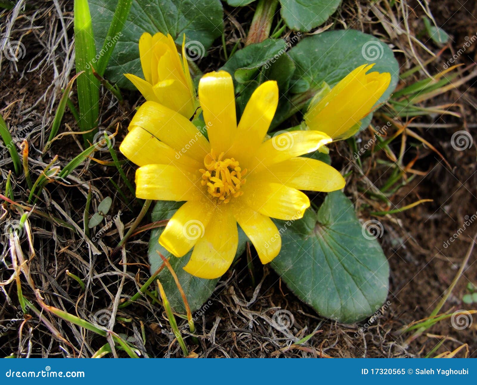 Calycle Stock Photos - Free & Royalty-Free Stock Photos from Dreamstime