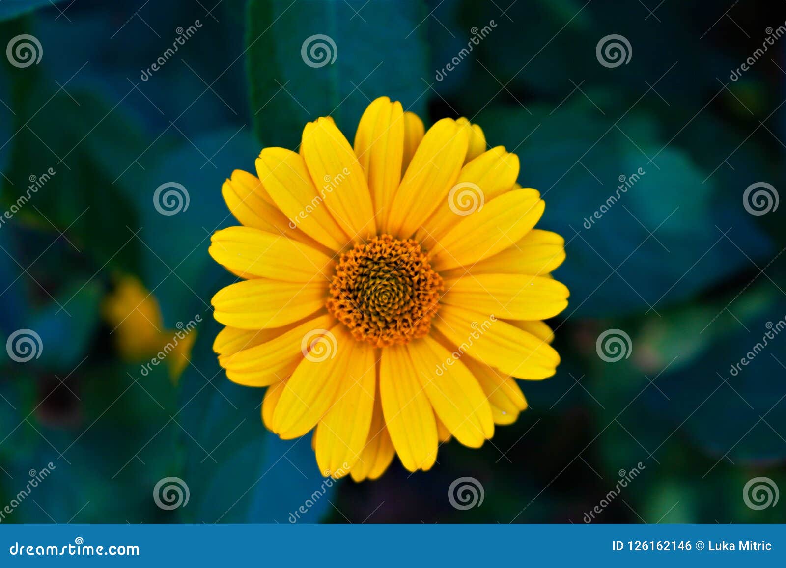 A single yellow flower ! stock photo. Image of blooming - 126162146