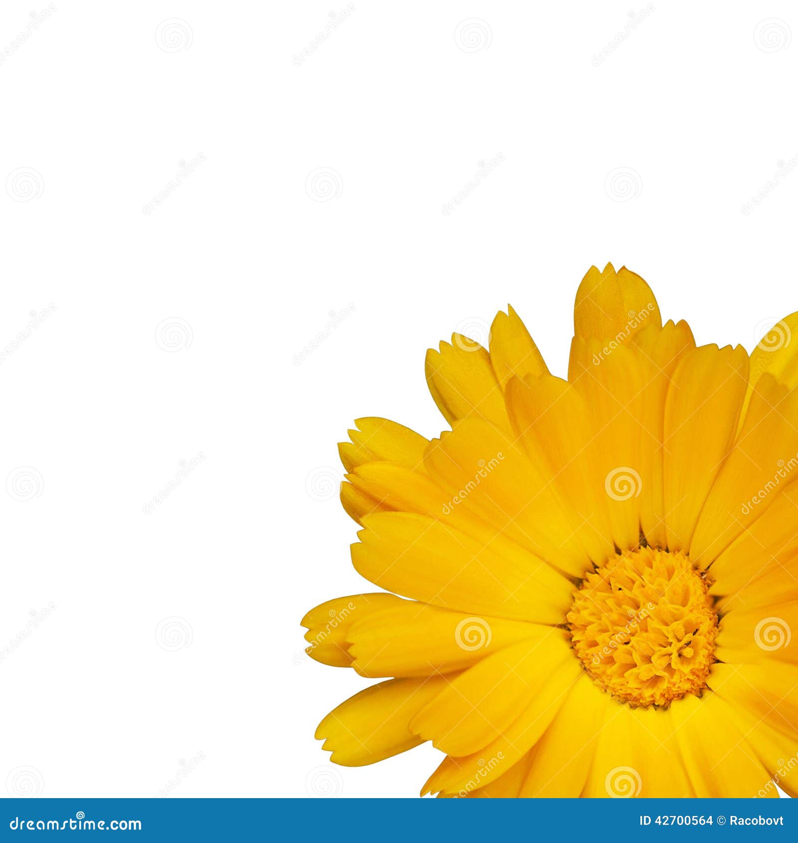 Single yellow flower stock photo. Image of perfect, freshness - 42700564