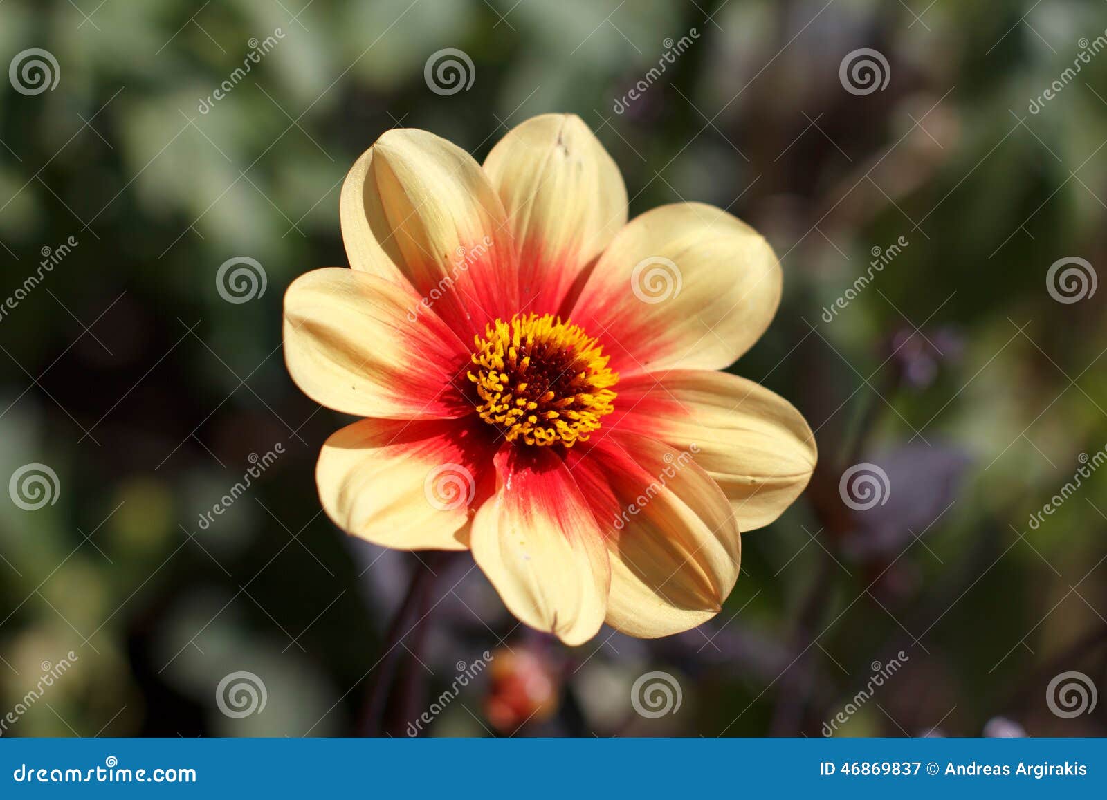 A single yellow flower stock image. Image of leaf, colorful - 46869837