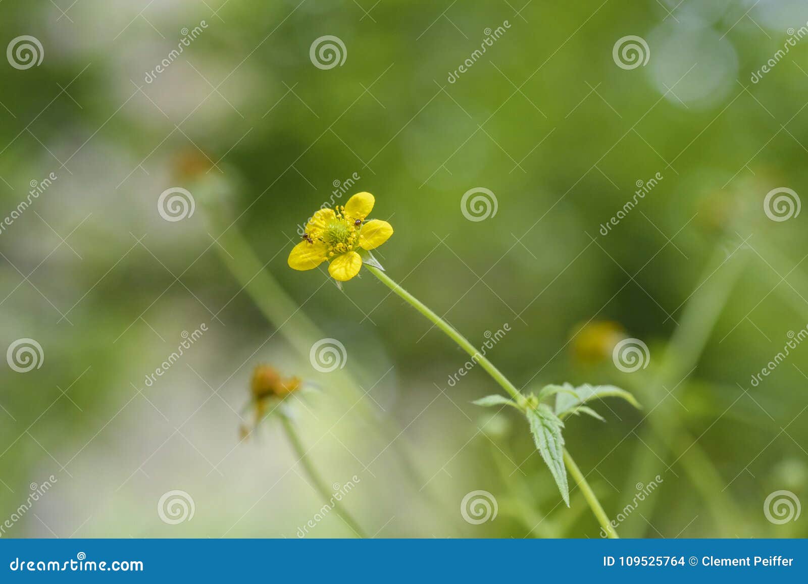 Single yellow flower stock photo. Image of field, blurred - 109525764
