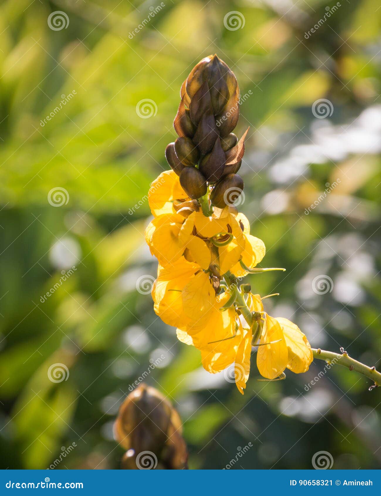 Single Yellow Flowers of the Popcorn Bush Stock Image - Image of africa ...
