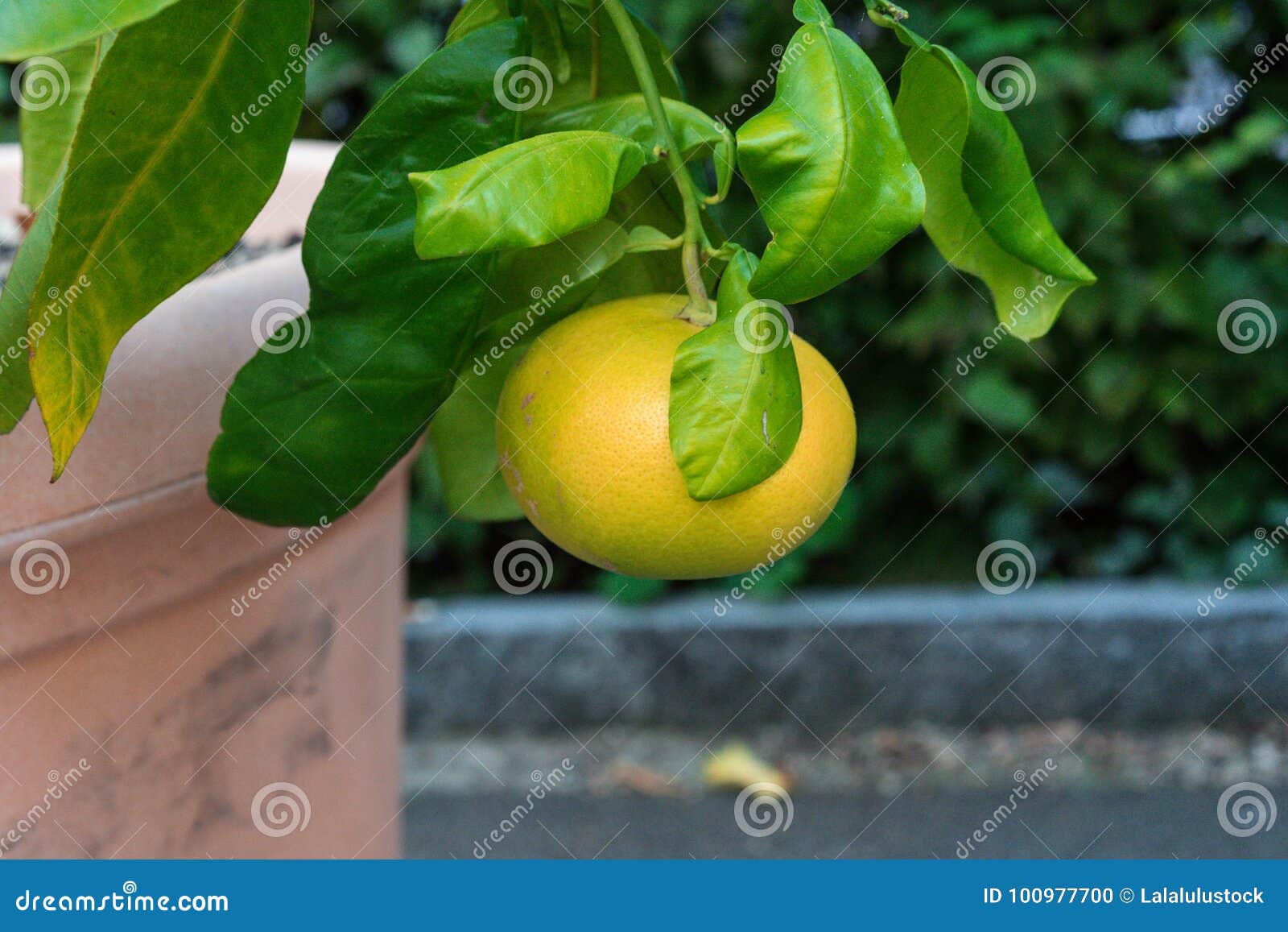 Single Yellow Fruit Grapefruit Hanging from Citrus Paradisi Grapefruit ...