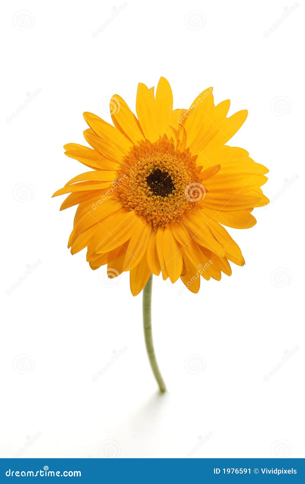 Single yellow gerber daisy stock image. Image of nature - 1976591