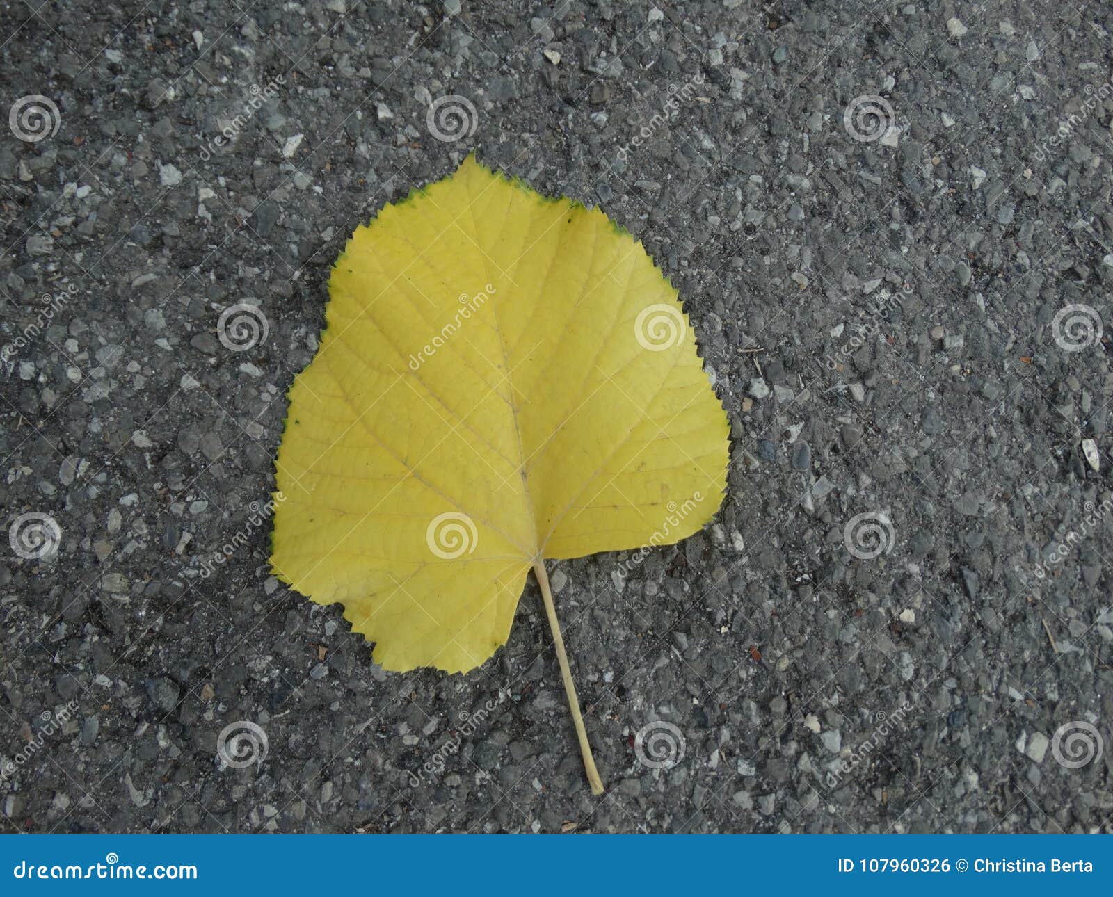 Single Yellow Leaf on Ground Stock Photo - Image of italy, grey: 107960326
