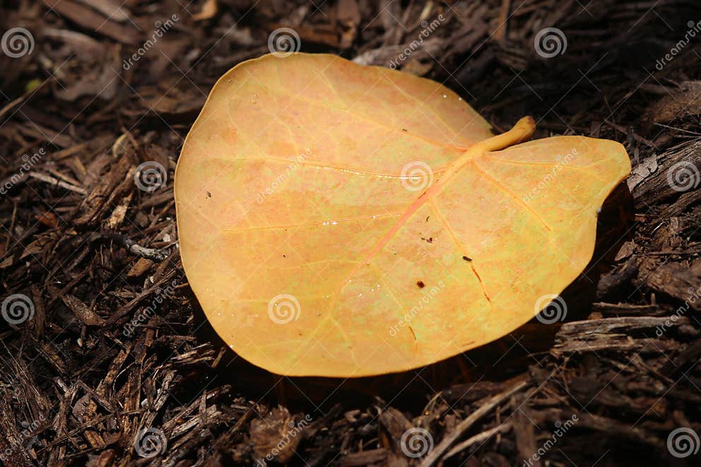 Single Yellow Leaf Resting on the Ground Outdoors Stock Image - Image ...