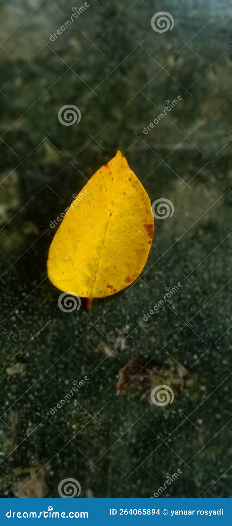 Single Yellow leave stock photo. Image of insect, branch - 264065894