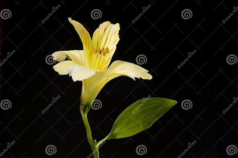 Single Yellow Lily stock photo. Image of oriental, macro - 34612174