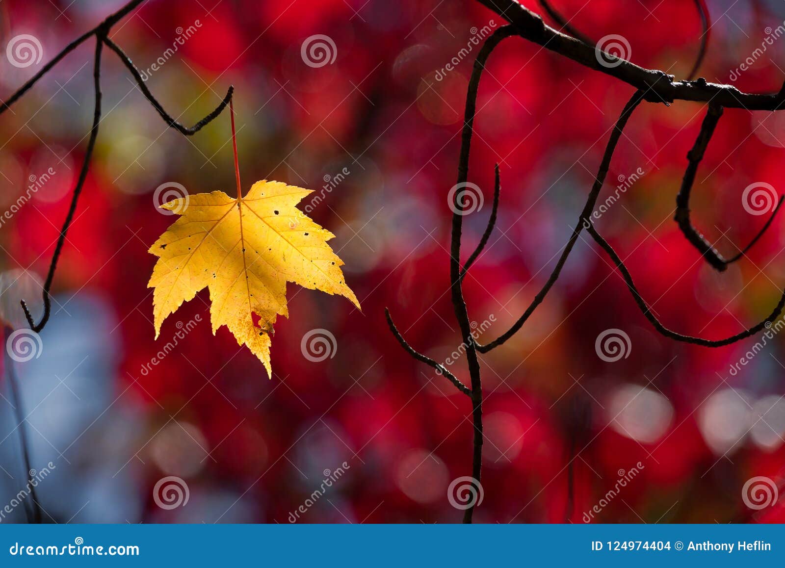 Single Yellow Maple Leaf Clinging on To Life Stock Photo - Image of ...