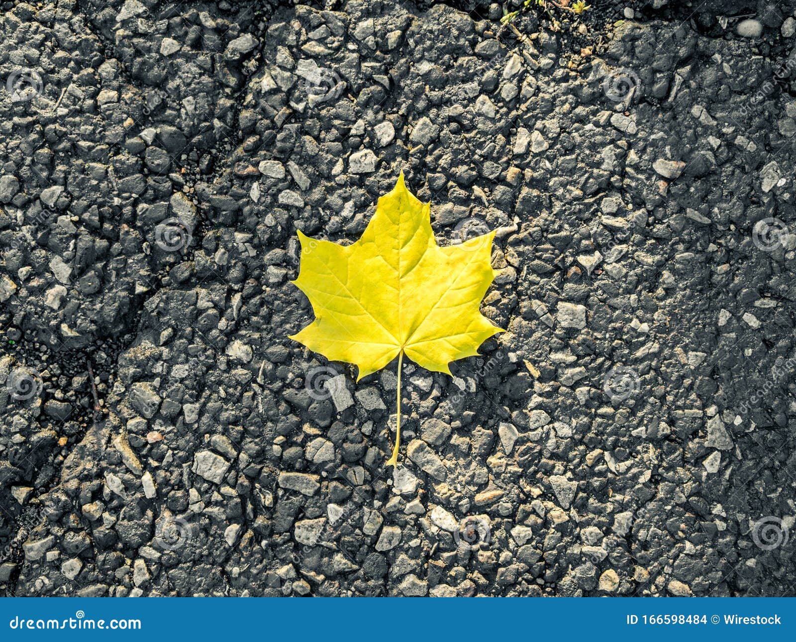 Single Leaves Wallpaper