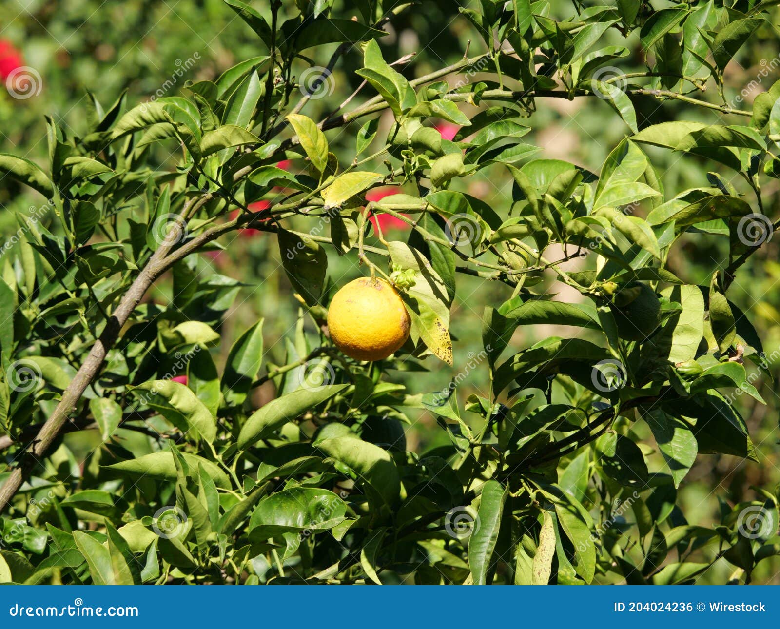Single Yellow Pear Hanging from a Tree Stock Photo - Image of freshness ...