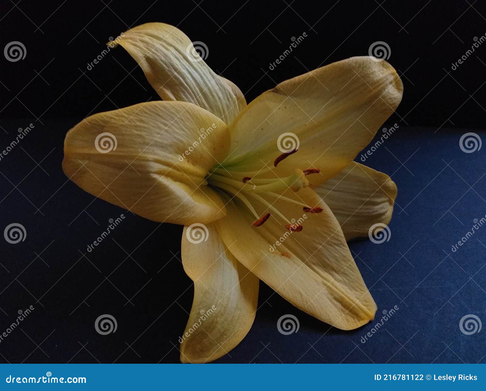 777 Rainbow Lily Photos - Free & Royalty-Free Stock Photos from Dreamstime
