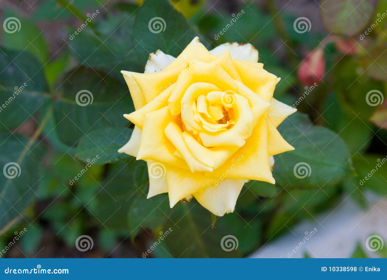 Single yellow rose stock photo. Image of green, alone - 10338598