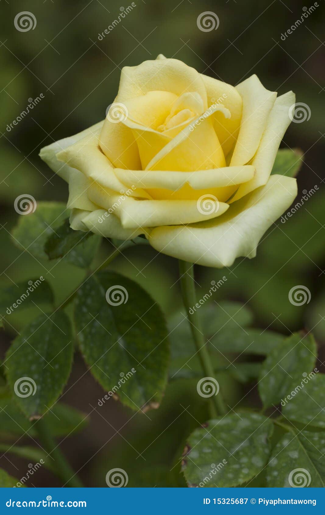 Single yellow rose stock image. Image of blossom, natural - 15325687
