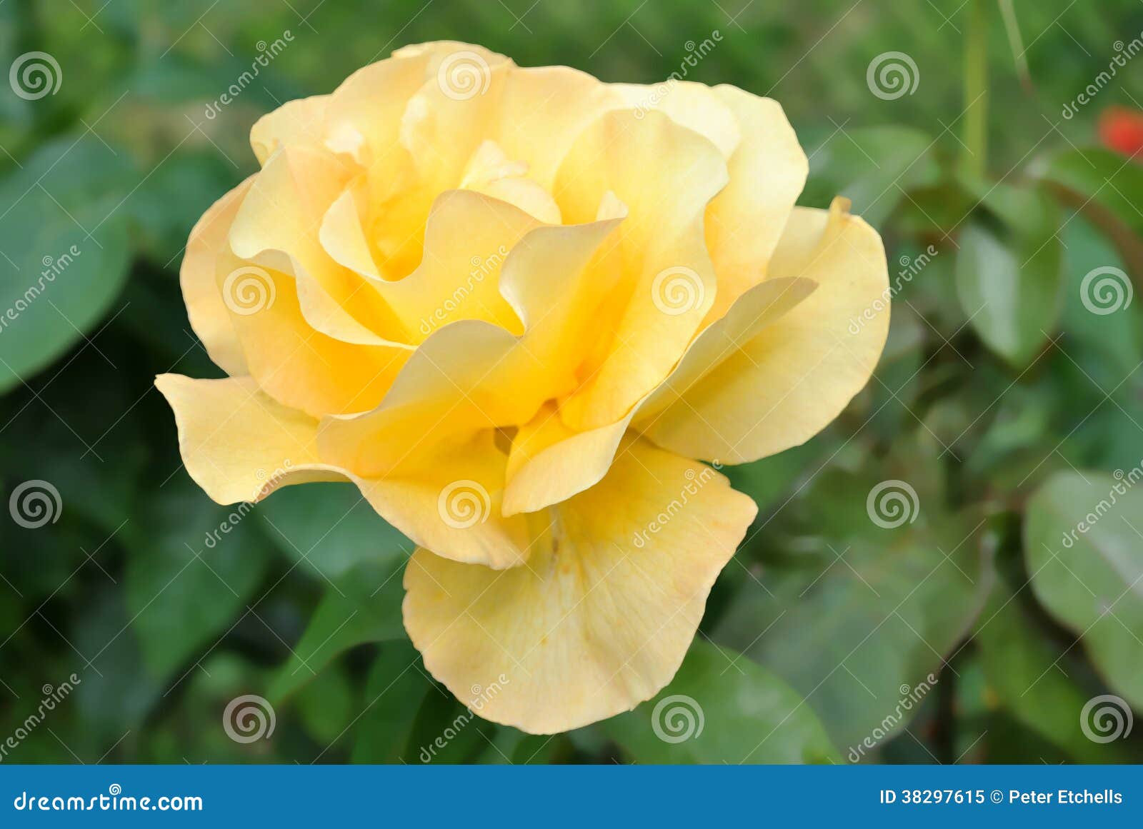 Single yellow rose stock image. Image of plant, angiosperms - 38297615