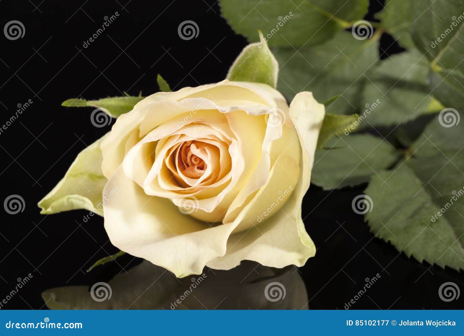 Single Yellow Rose On Black Background, Close Up Stock Image - Image of ...