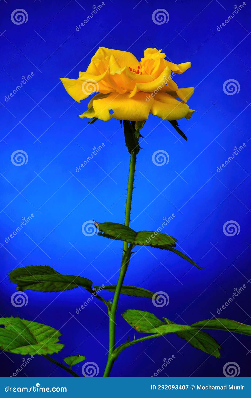 Yellow Rose Blooming in Blue Background Stock Image - Image of blossom ...
