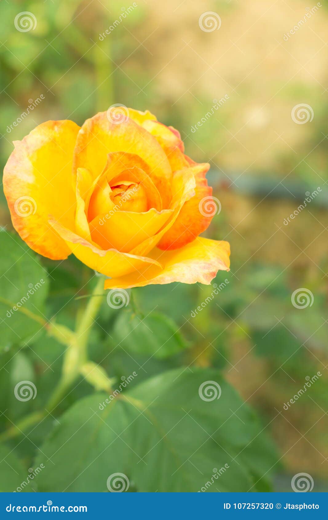 Single yellow rose stock photo. Image of leaf, gloden - 107257320
