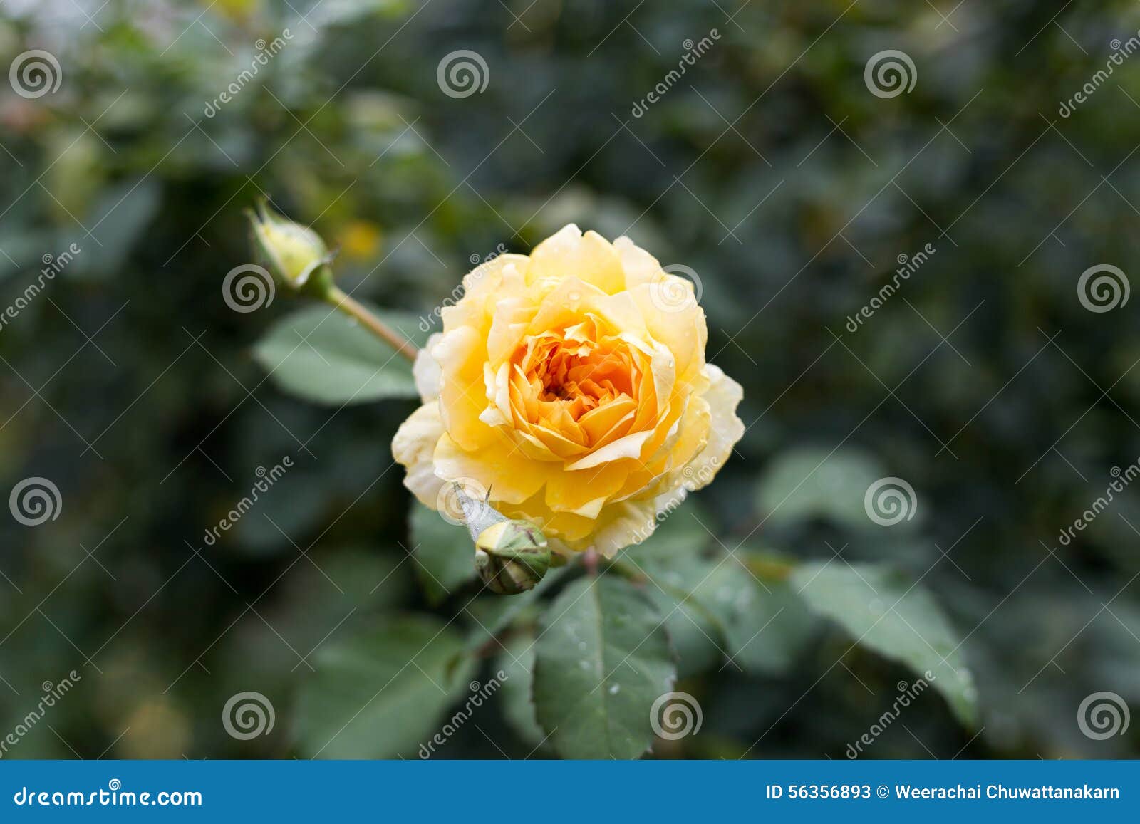 Single Yellow Rose in Closeup Stock Image - Image of plant, yellow ...
