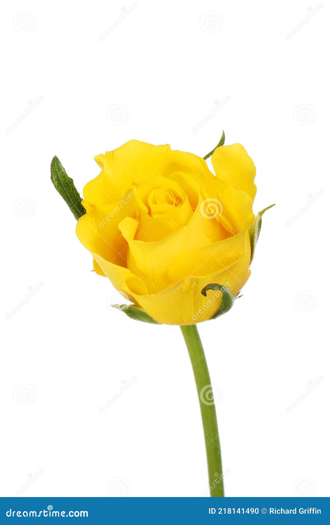 Single yellow rose stock photo. Image of single, blossom - 218141490