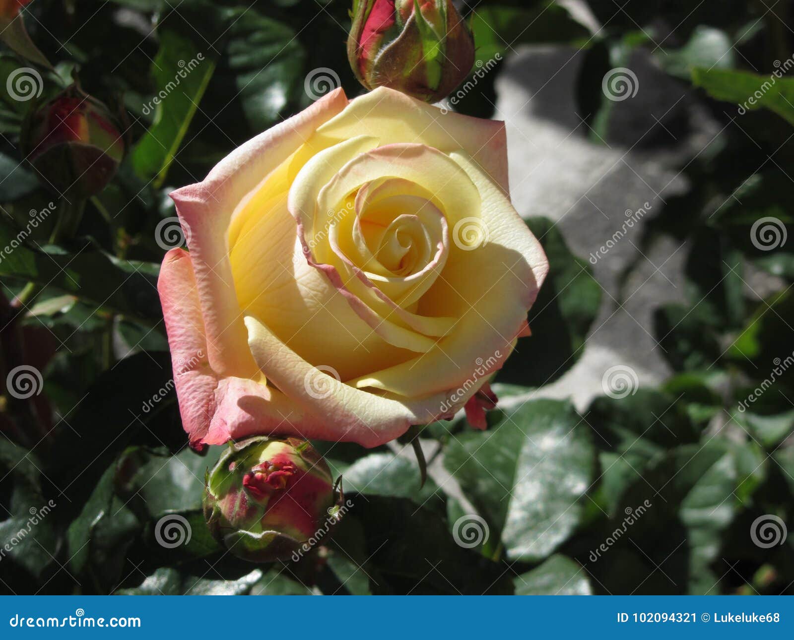 Single Yellow Rose Flower in Spring Stock Image - Image of single ...