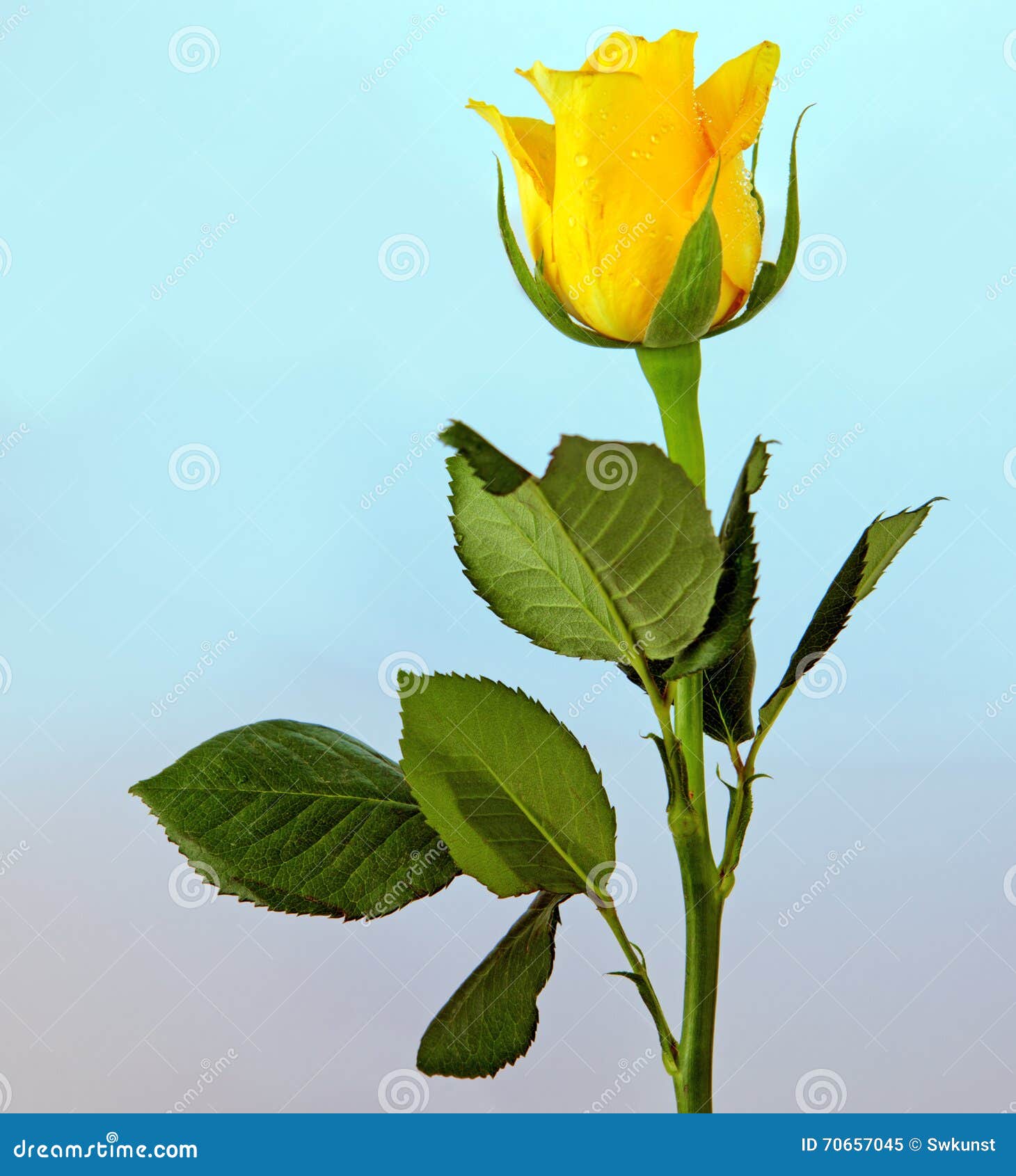 Single yellow rose. stock image. Image of background - 70657045