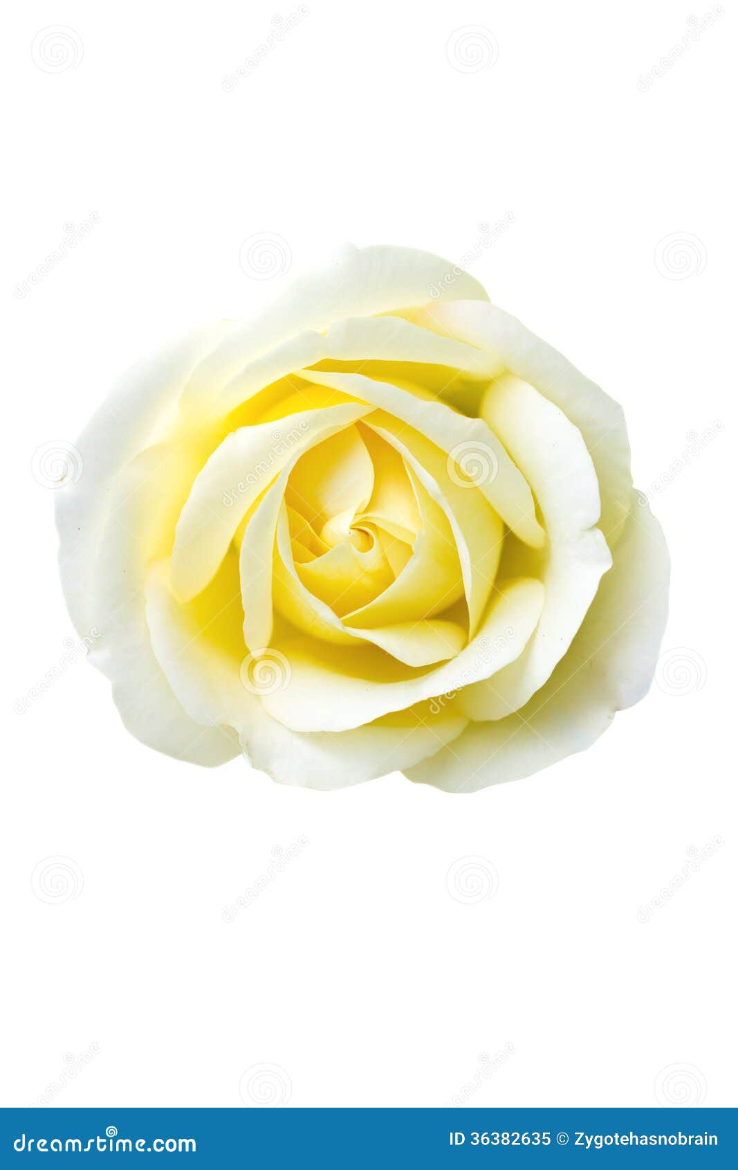 Single Yellow Rose. stock image. Image of isolated, beauty - 36382635