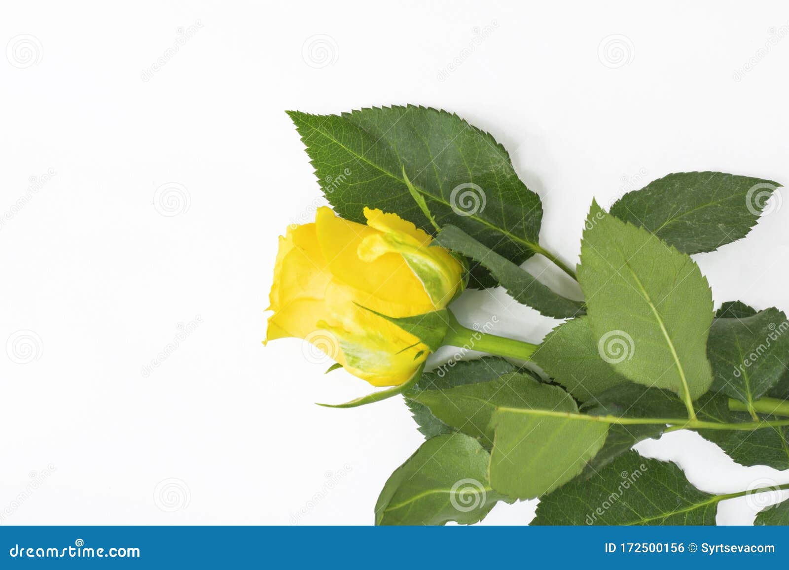 Single Yellow Rose Isolated On White Background. Flower. Copy Space ...