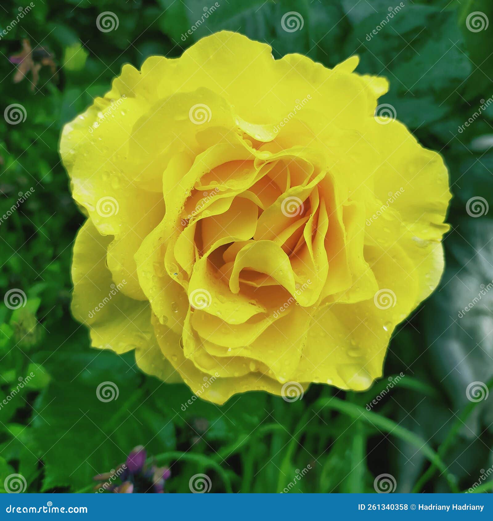 Single yellow Rose potrait stock photo. Image of potrait - 261340358