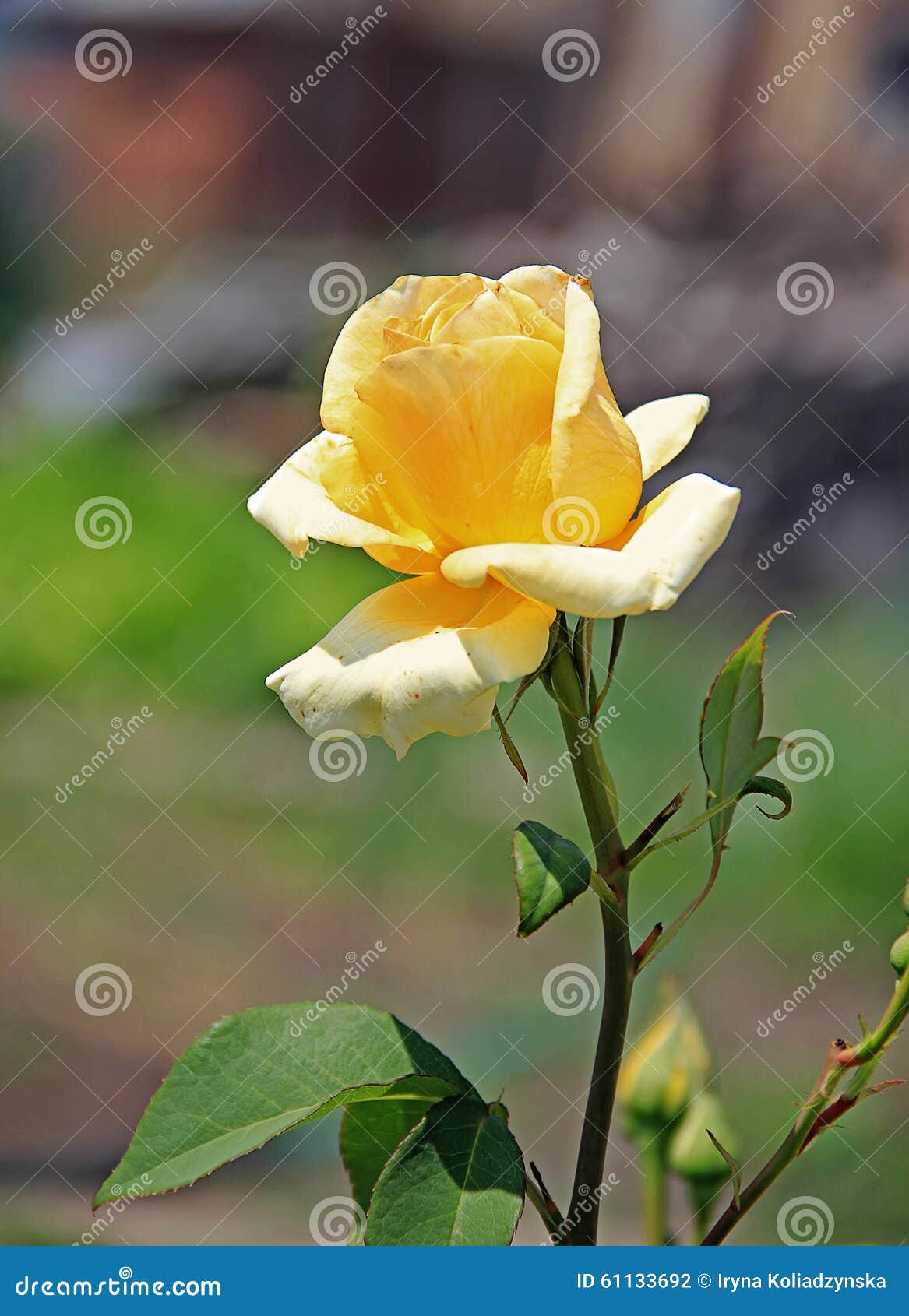 Single Yellow Rose on a Stem, in the Garden, Outdoors Stock Photo ...
