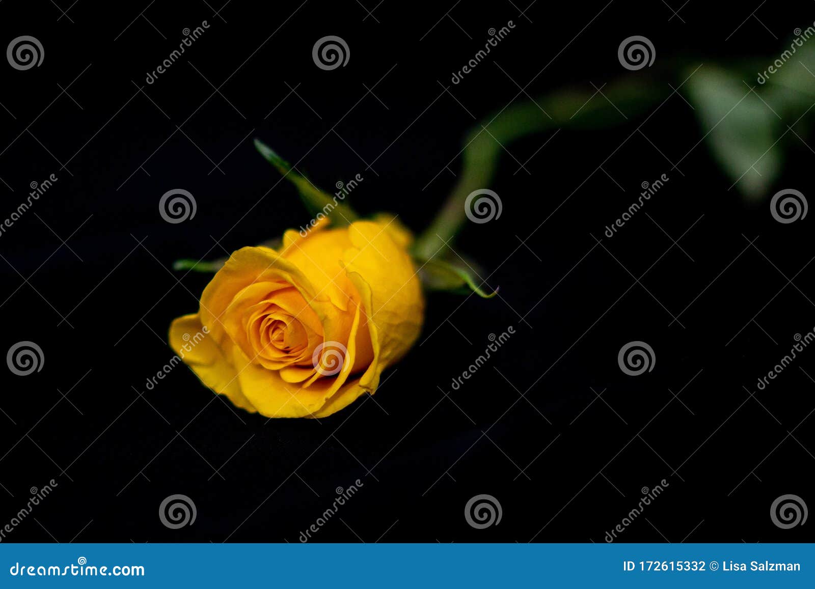 A single yellow rose stock photo. Image of leaves, single - 172615332