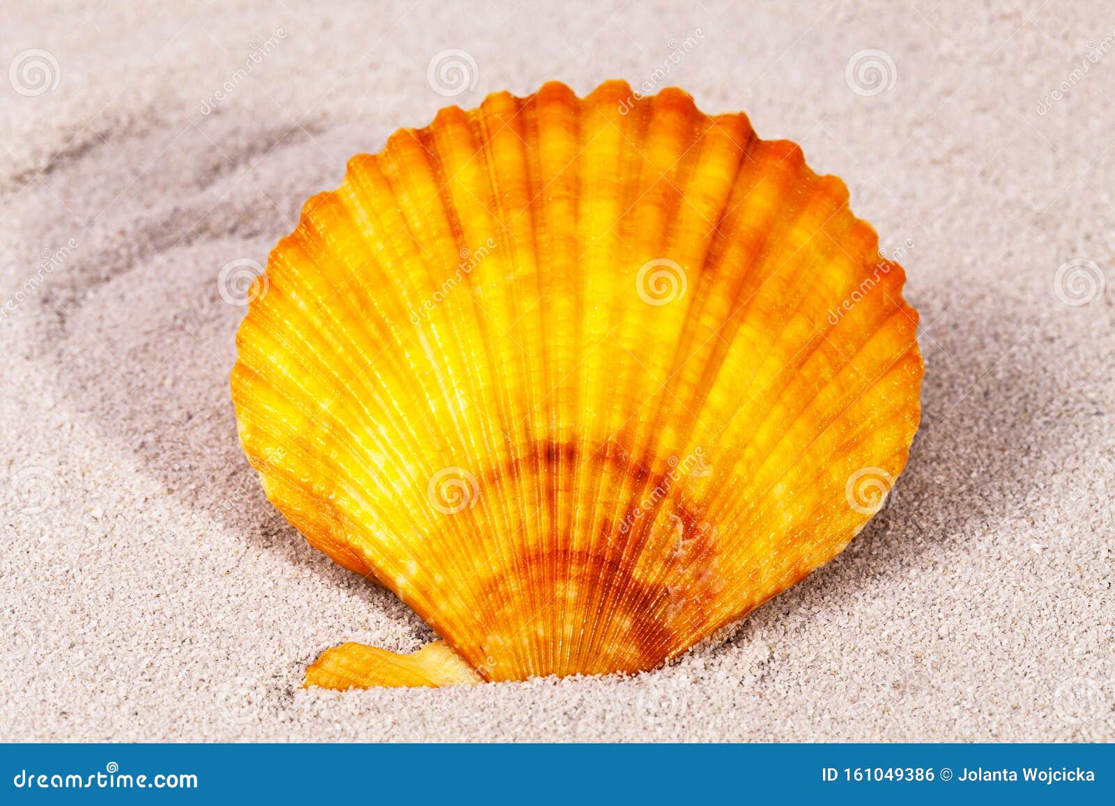 Single Yellow Sea Shell of Mollusk on the Sand, Close Up Stock Photo ...