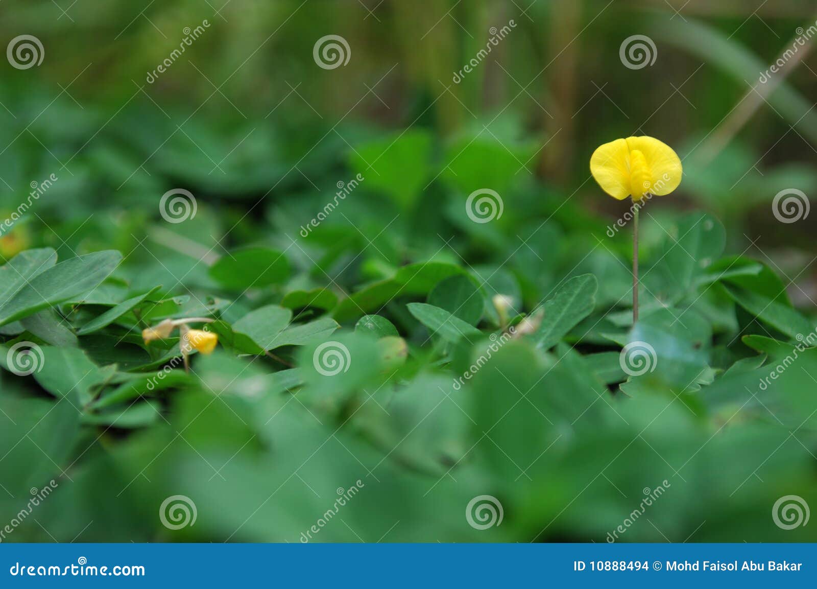 Single yellow small flower stock photo. Image of third - 10888494