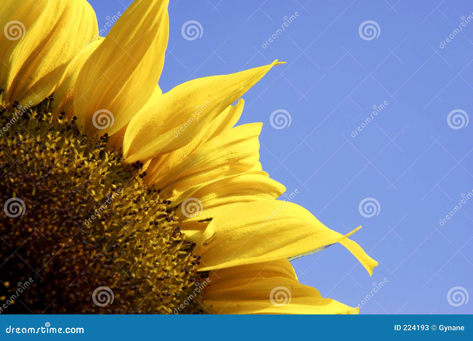 Single yellow sunflower stock image. Image of flower, sunflower - 224193