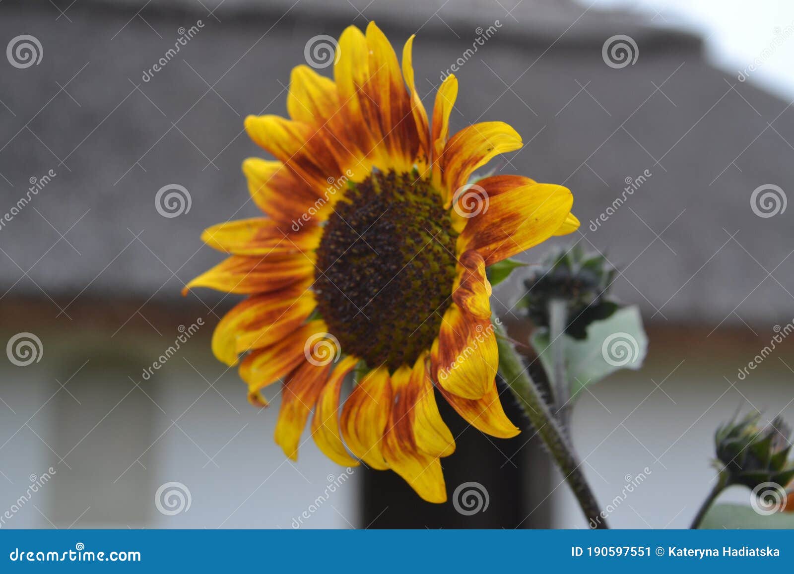 A Single Yellow sunflower stock image. Image of design - 190597551