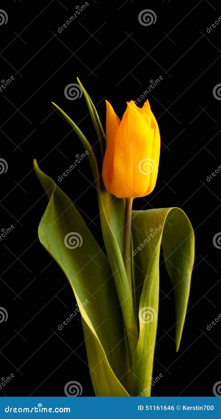 Single Yellow Tulip Against Black Background Stock Photo - Image of ...