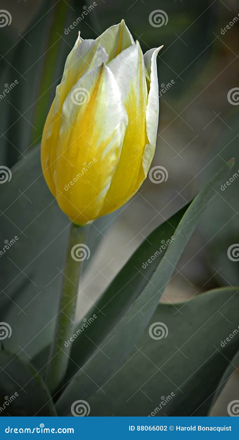 Single Yellow Tulip stock photo. Image of plant, flora - 88066002