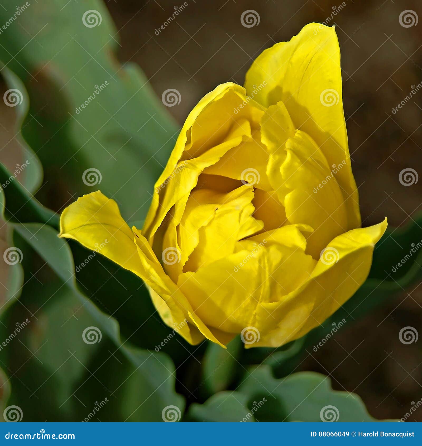 Single Yellow Tulip stock image. Image of tulip, yellow - 88066049
