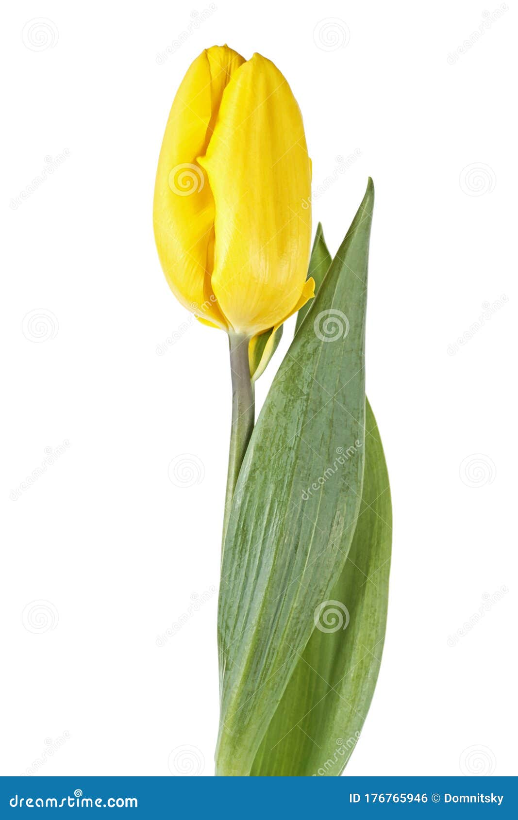 Single Yellow Tulip Isolated on White Background Stock Photo - Image of ...