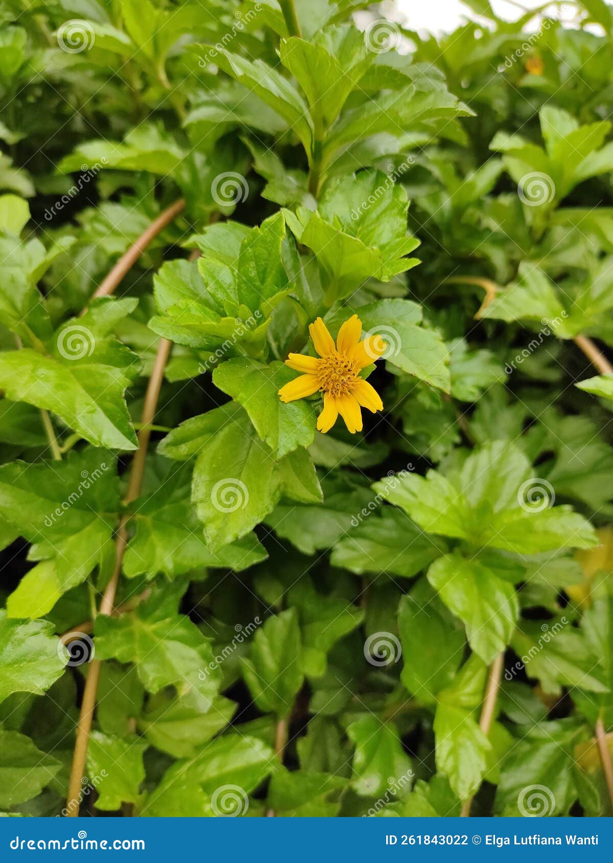 Single Yellow Wildflower stock photo. Image of garden - 261843022