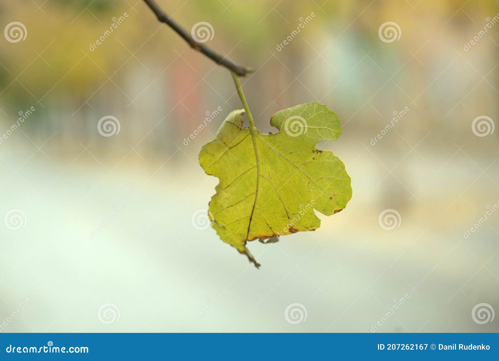 Single Yellow Withering Leaf on a Tree Stock Image - Image of autumn ...