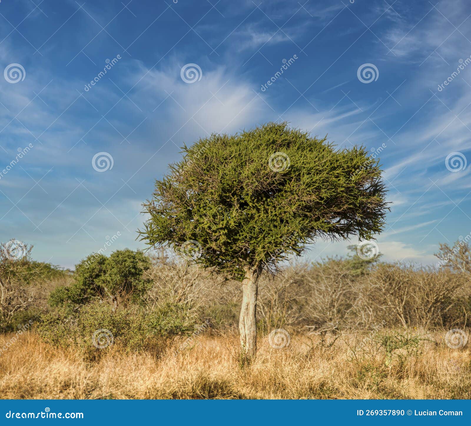 Single Young Acacia Tree in the African Bush Stock Photo - Image of ...